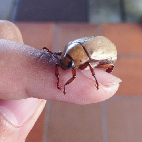 Callistethus megalius · iNaturalist