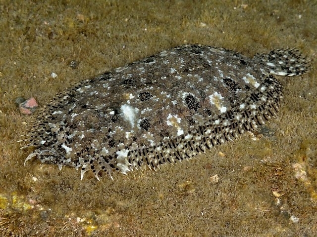 Blotched Flounder (Saltwater Fish of the Indo Pacific) · iNaturalist
