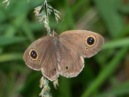 Ypthima insolita · iNaturalist Mexico