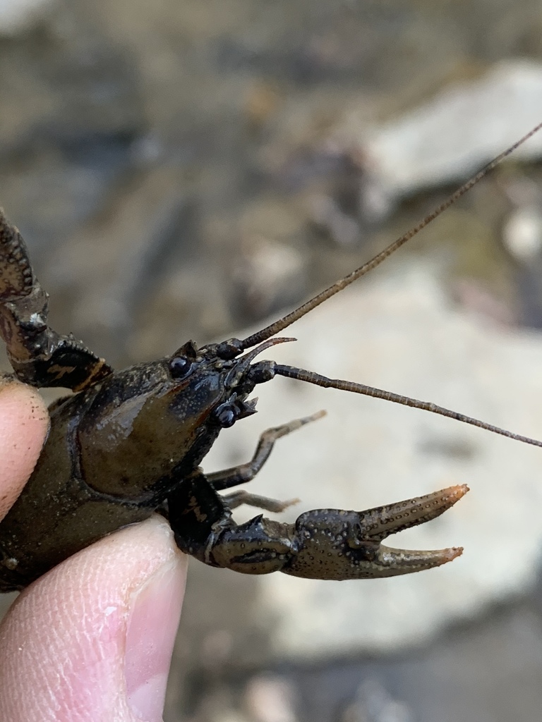 Rock Crayfish from Bethlehem, WV, US on April 20, 2020 at 06:46 PM by C ...