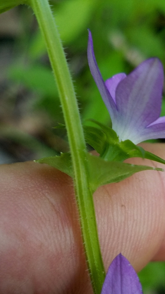 clasping Venus's looking glass (Hot Springs National Park) · iNaturalist