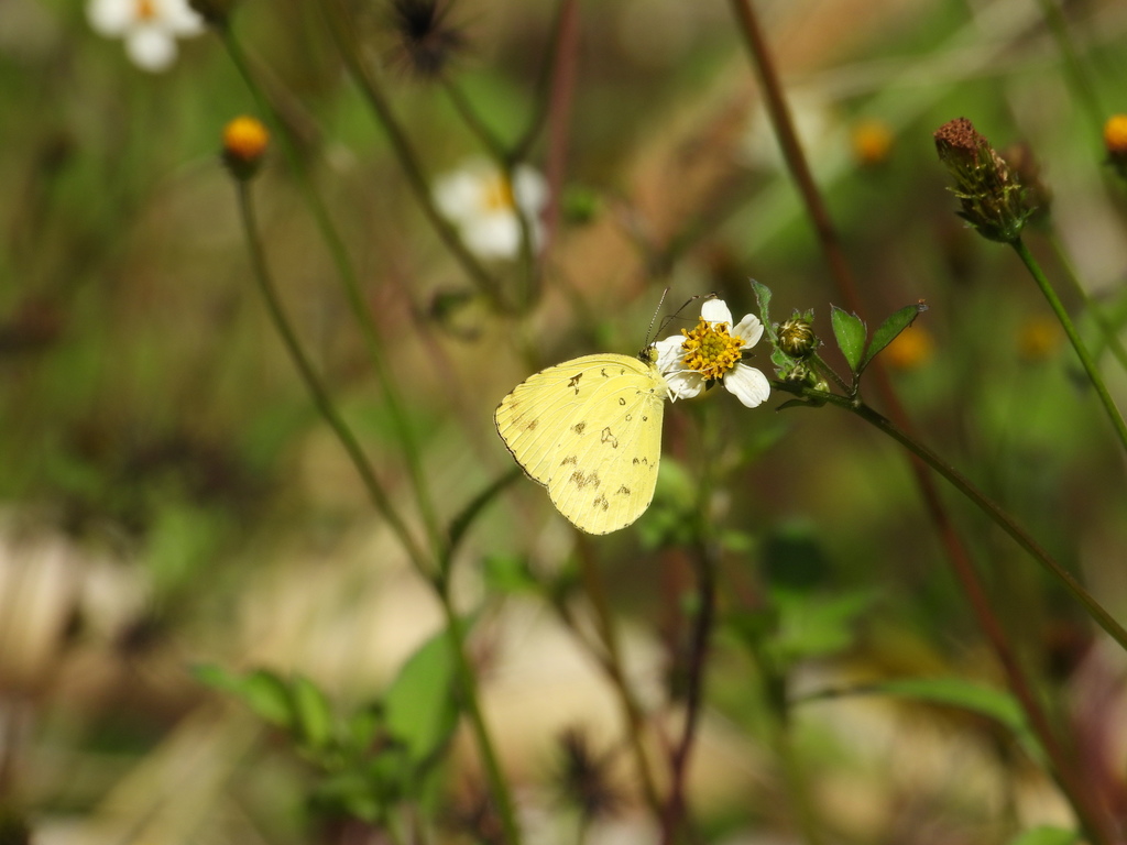 Small Grass-yellow in April 2020 by Jack Morgan · iNaturalist