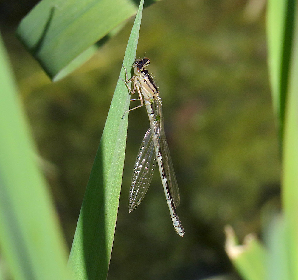 Tule Bluet from Salmon Creek Park/Klineline Pond, Clark Co., Washington ...