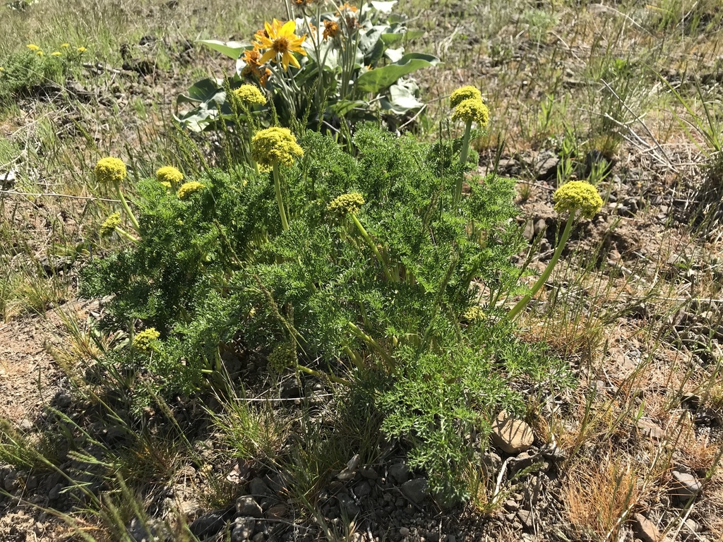 Biscuitroots from S High Dr, Spokane, WA, US on April 20, 2020 at 05:04 ...