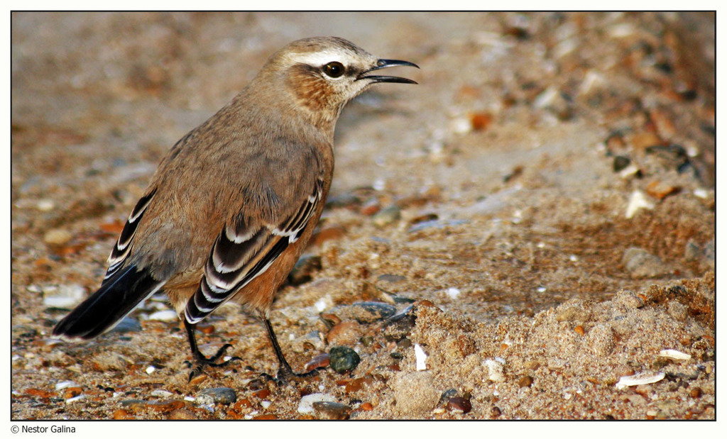 Patagonian Mockingbird (Mimus patagonicus) - Avian Discovery