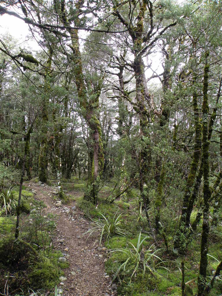 Tricella from Mt Ruapehu, Tongariro National Park, Manawatu-Wanganui ...