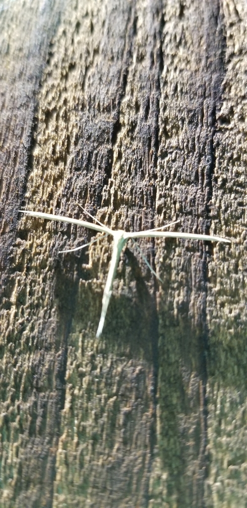 Morning-glory Plume Moth from Burlington (Northbound), California 95554 ...