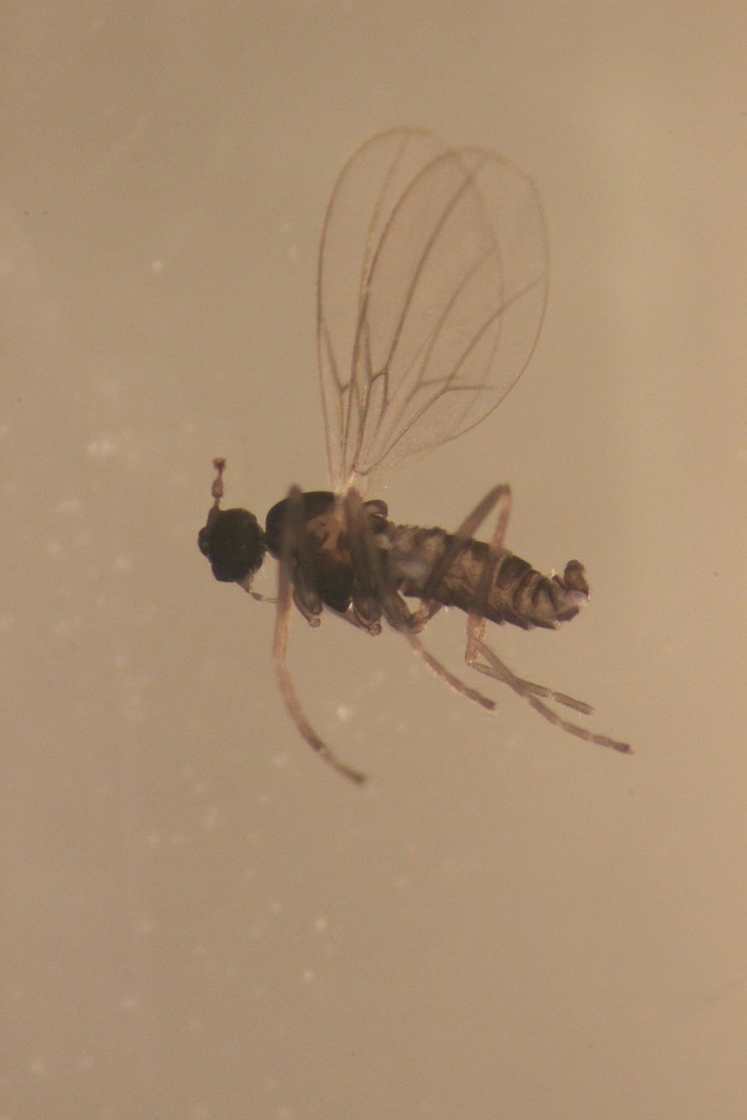Flies from Orongo, New Zealand on May 24, 2014 at 04:21 PM by ejdoyle ...