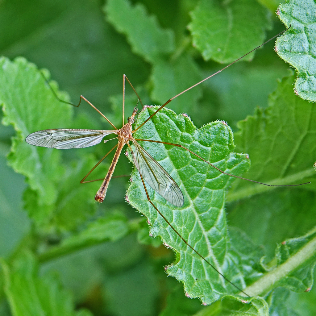 Tipula praecisa from Yorba Linda, CA, USA on April 20, 2020 at 09:09 AM ...