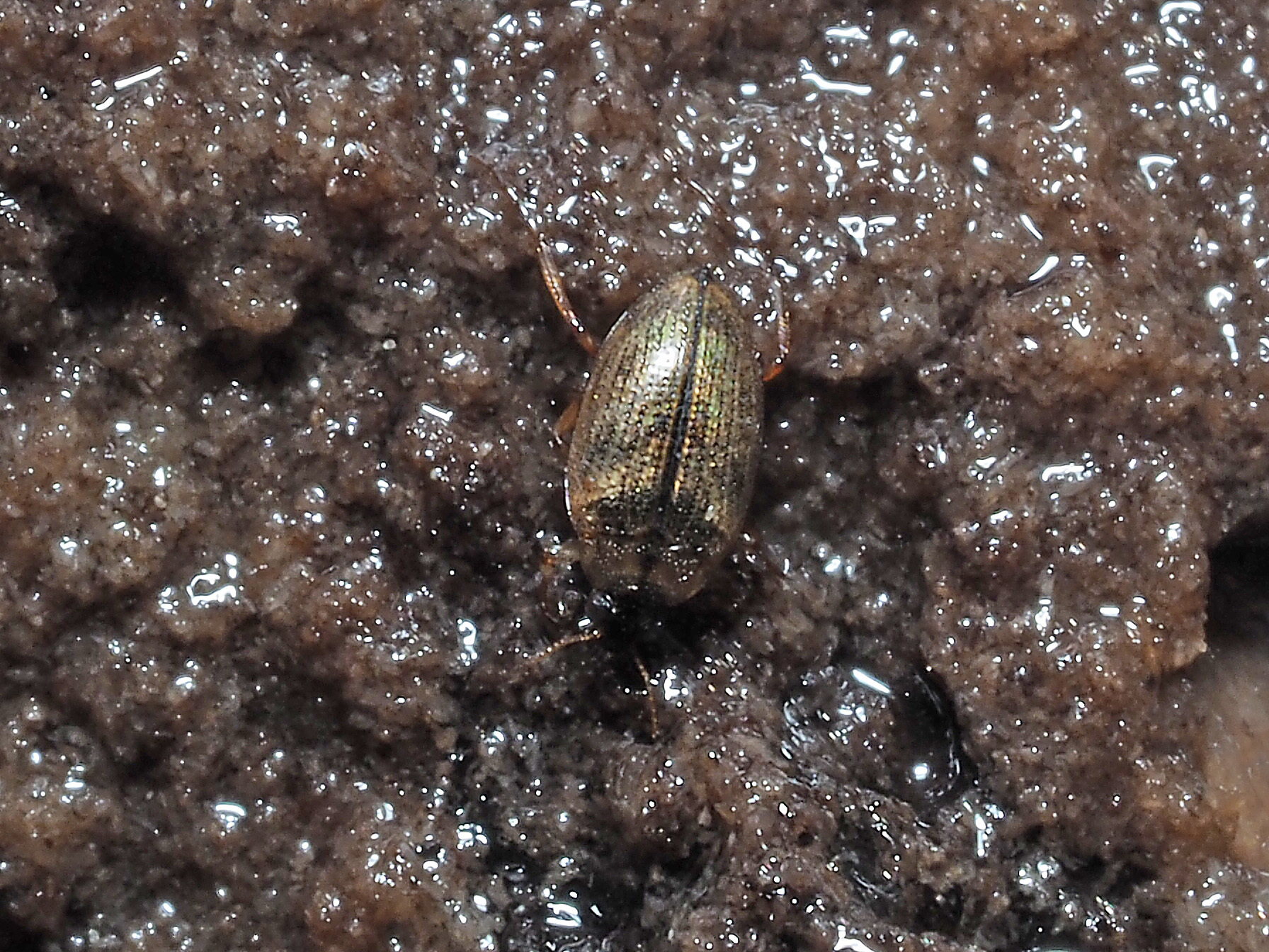 Haliplus lineatocollis (Marsham, 1802)