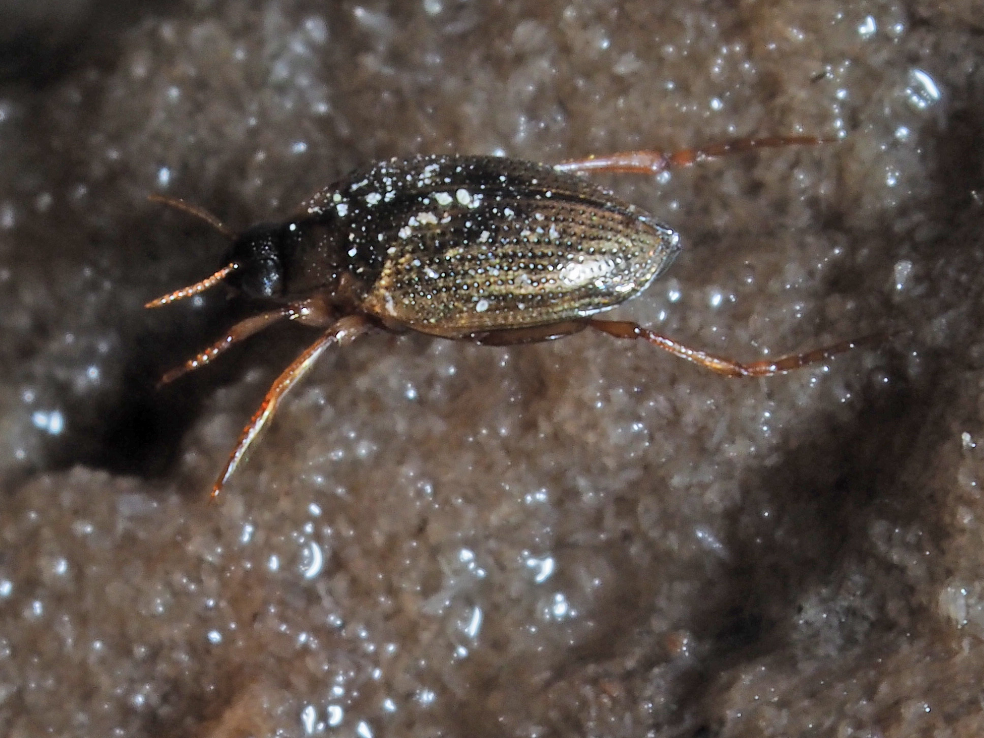 Haliplus lineatocollis (Marsham, 1802)