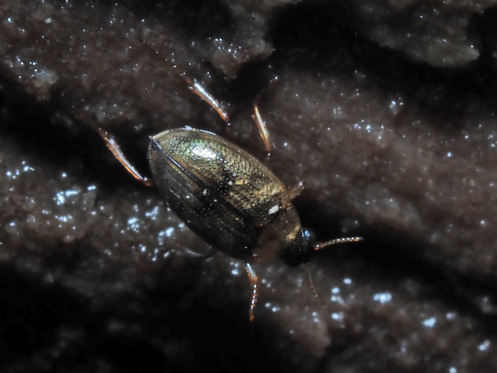 Haliplus lineatocollis (Marsham, 1802)