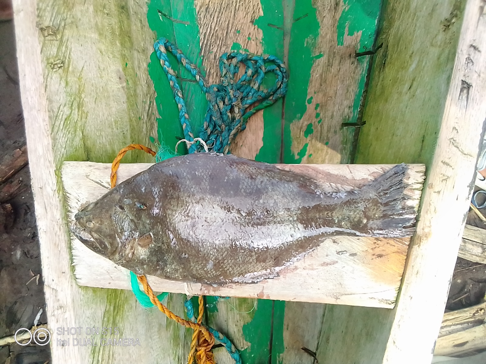 Psettodes Bennett, 1831