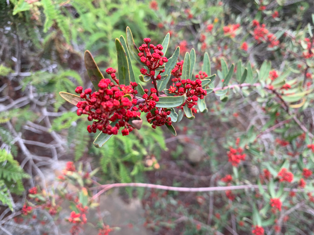 picrodendron family (Picrodendraceae) - Botanical Realm