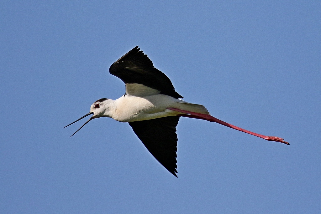 Black-winged Stilt from Via Giovato, 32, 19021 Arcola SP, Italia on May ...