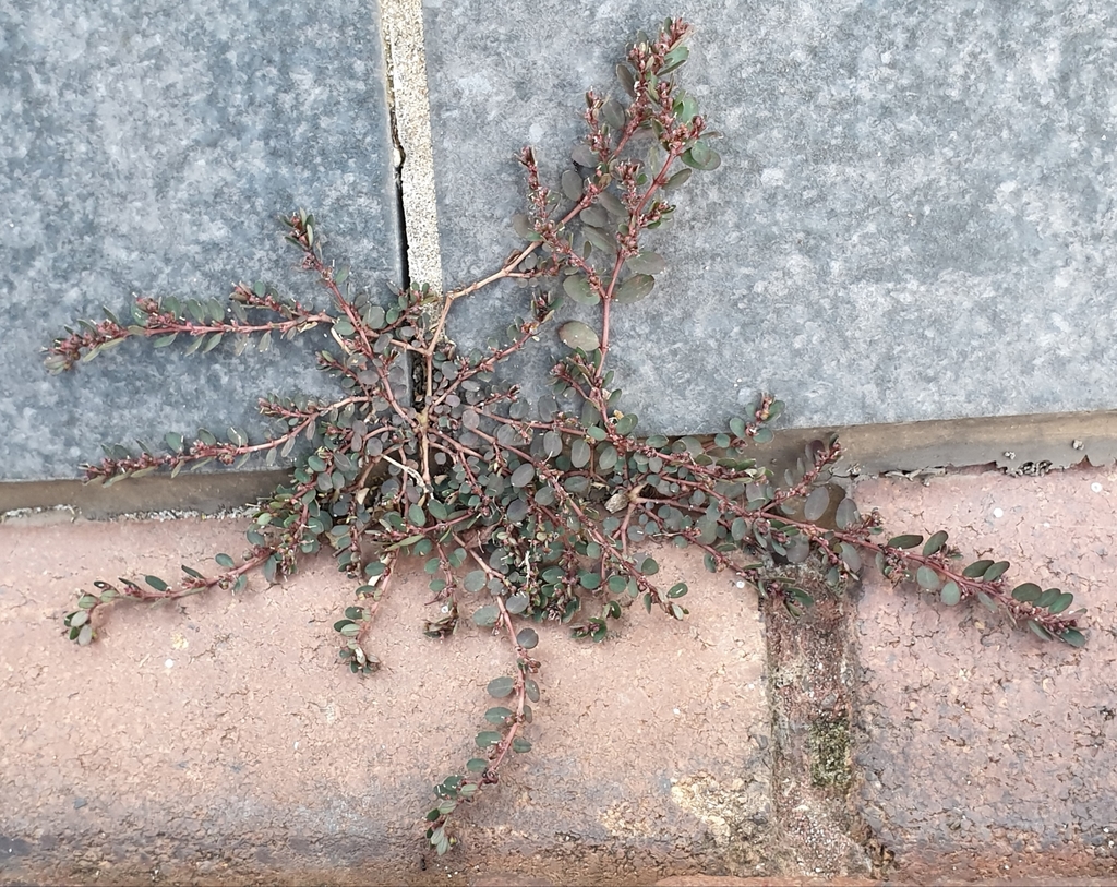 prostrate sandmat from Sydney NSW, Australia on April 21, 2020 at 04:55 ...