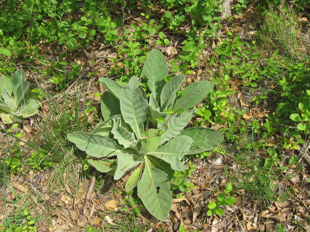 great mullein from Caroline County, MD, USA on April 26, 2016 at 12:09 ...
