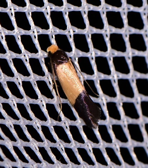 Edosa from Cundletown NSW 2430, Australia on April 18, 2020 at 06:15 AM ...