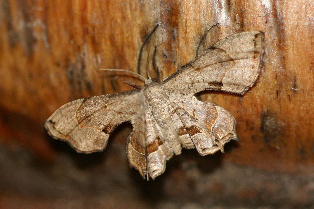Epiplema anomala from Ndundu Lodge, Vumba, Zimbabwe on December 7, 2005 ...