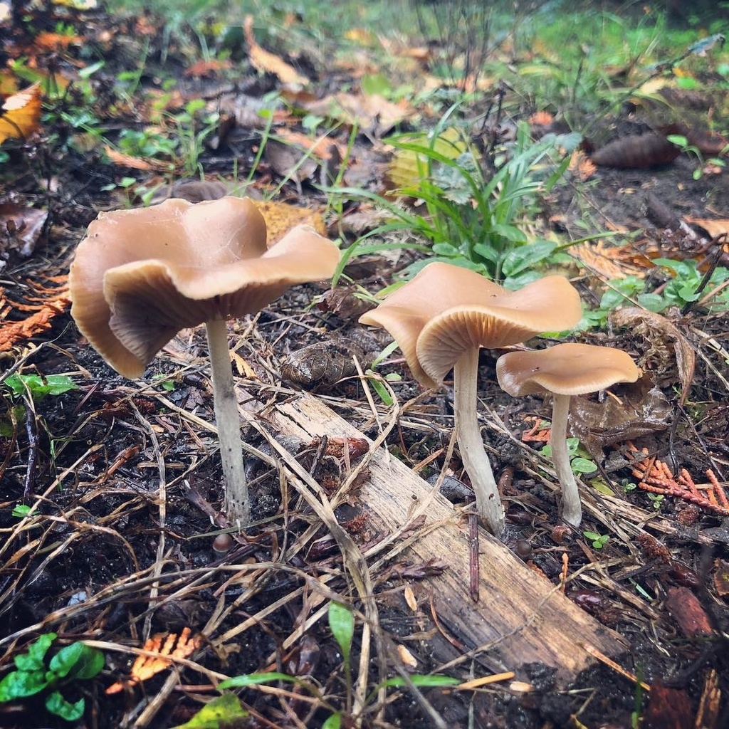 Wavy Cap in October 2018 by John W Eagleton · iNaturalist