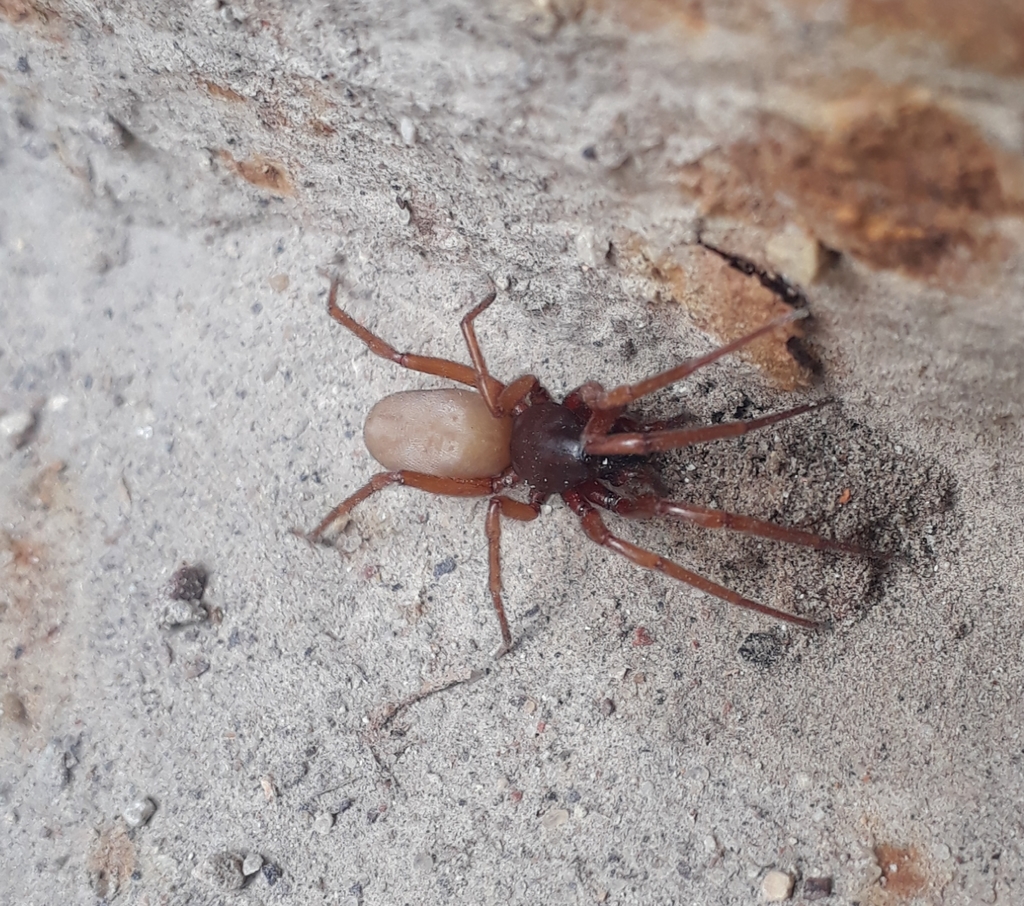 Harpactea rubicunda from Garliava 53250, Lietuva on April 21, 2020 at ...