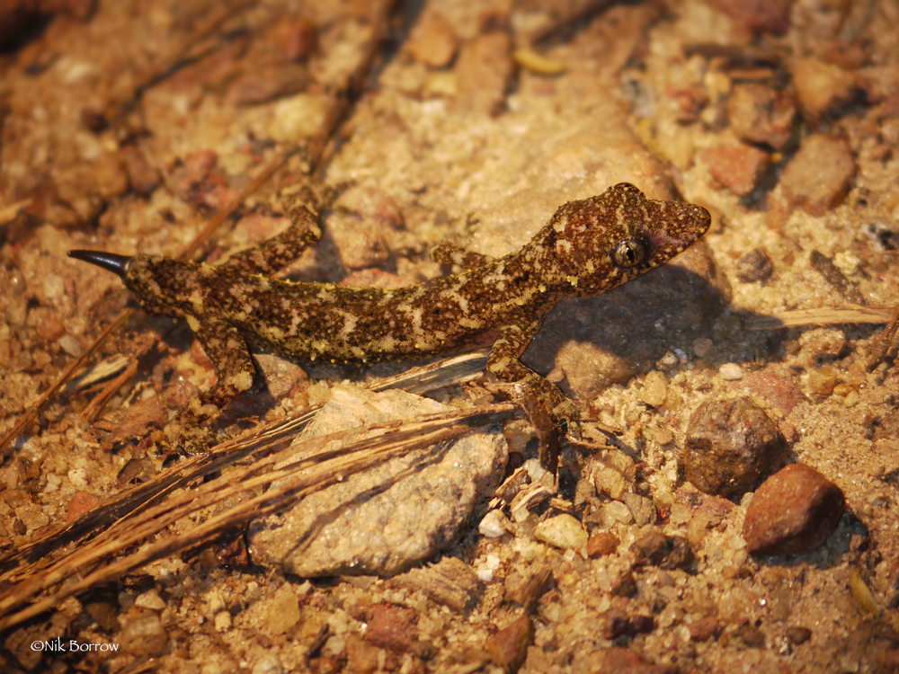 Guinea Leaf-toed Gecko from Twifo, Ghana on April 13, 2011 by Nik ...