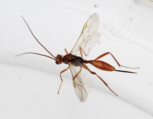 Zele chlorophthalmus · iNaturalist