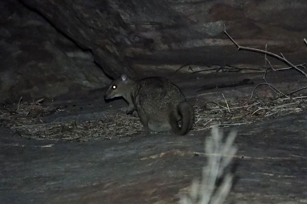 Monjon (Petrogale burbidgei) - Know Your Mammals