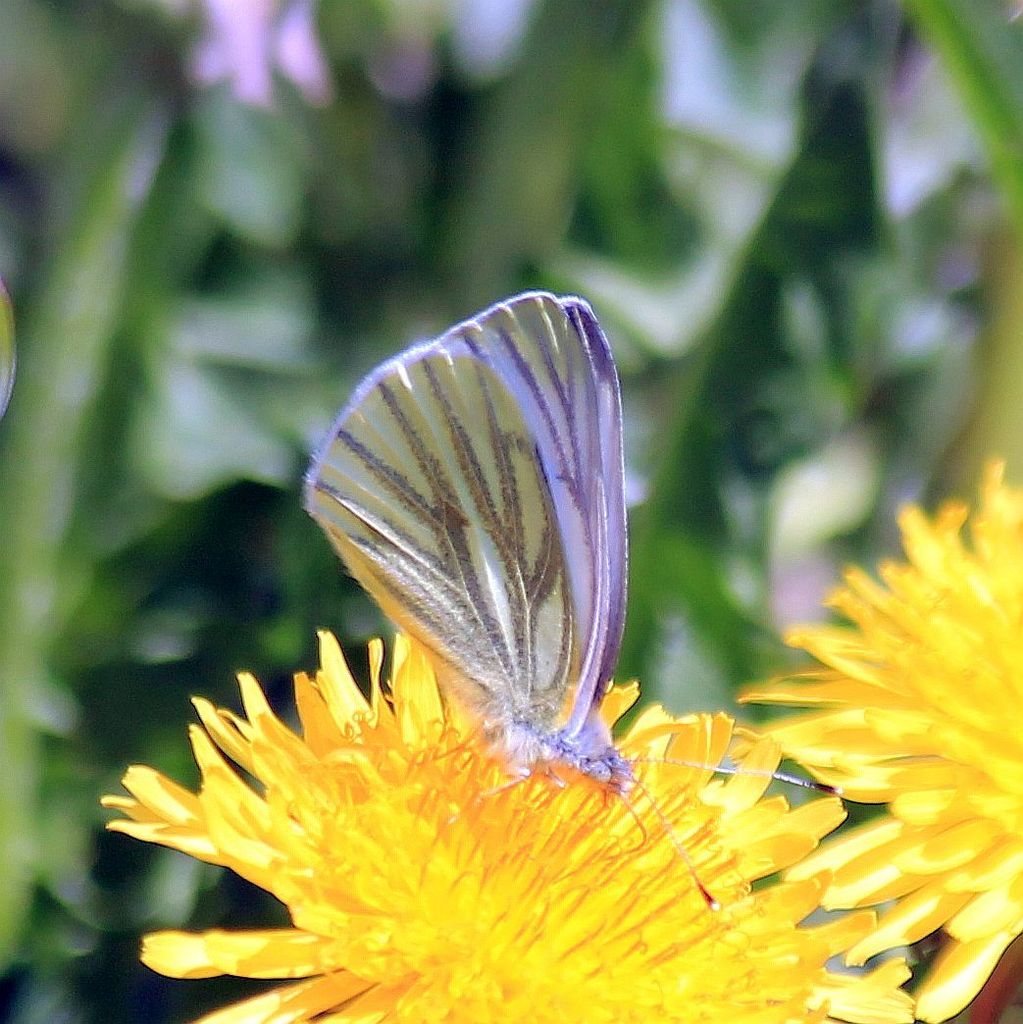 Green-veined White from Dudley, UK on 21 April, 2020 at 12:39 PM by ...