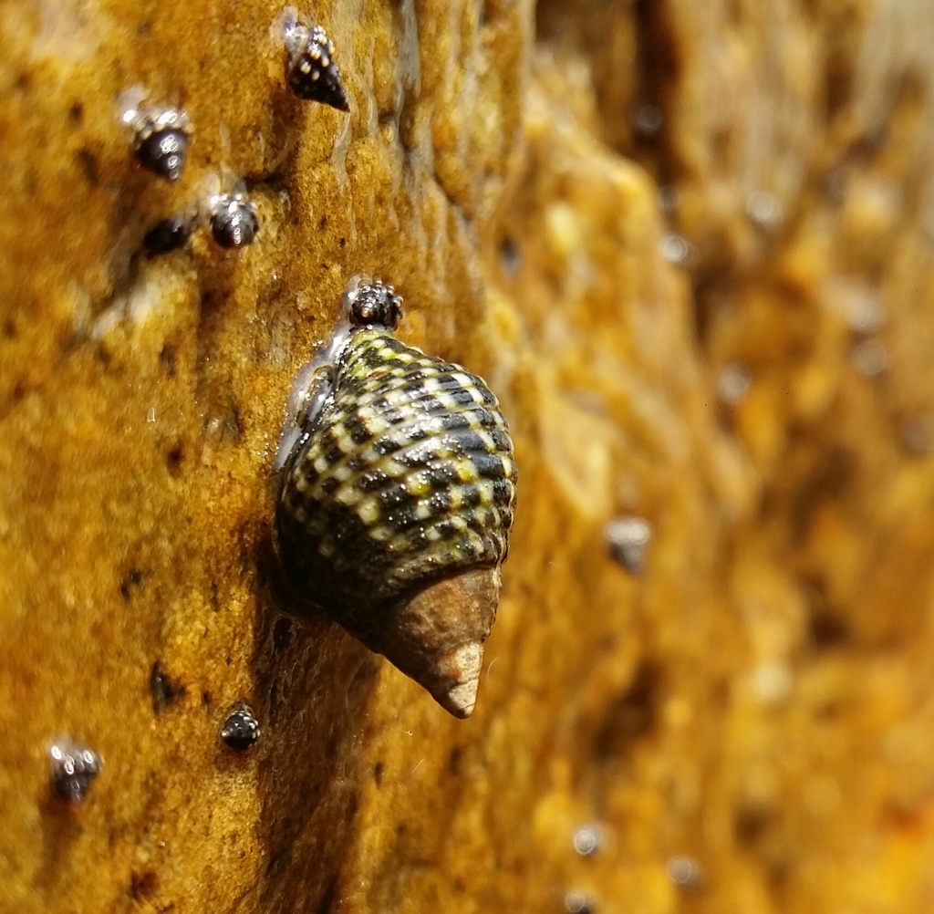 Tropical Periwinkle (Rocky Shore Ecology of Lamma Island) · iNaturalist