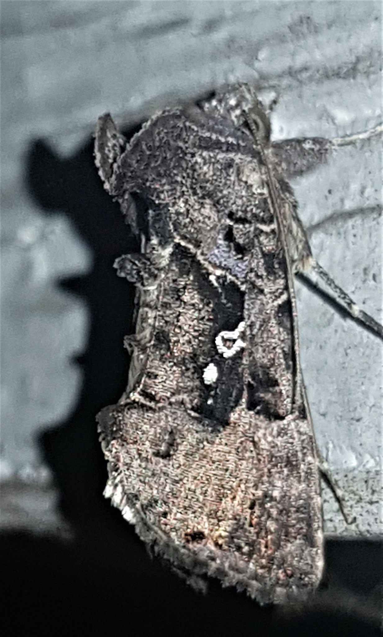 Argyrogramma signata (Fabricius, 1794)