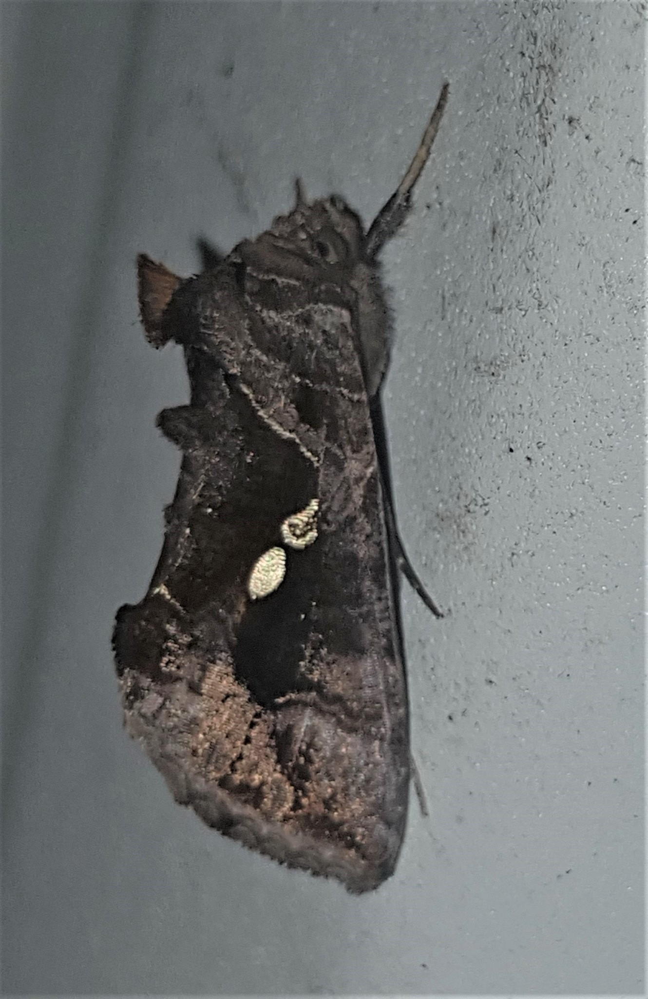 Argyrogramma signata (Fabricius, 1794)