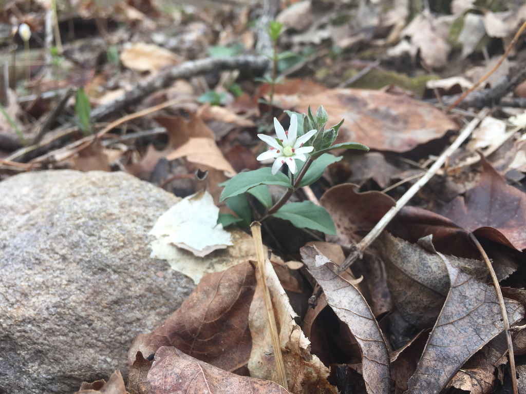 star chickweed from 621 Lions Ln, Boyce, VA, US on March 29, 2017 at 08 ...