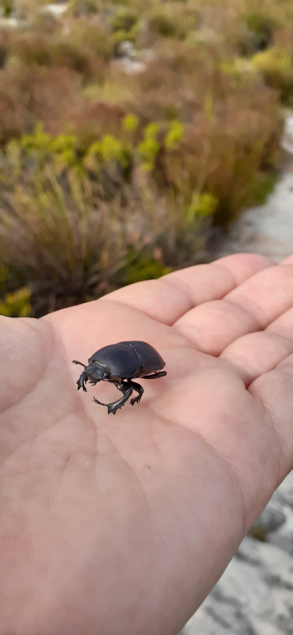 Colophon westwoodi Gray & Griffith, 1832