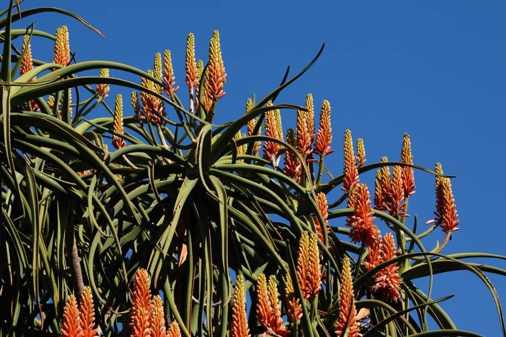 Eastern Tree Aloe (Aloidendron barberae) - Botanical Realm
