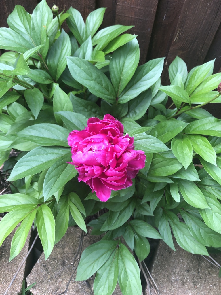 Peonies from Miller Cir, The Colony, TX, US on April 21, 2020 at 10:21 ...