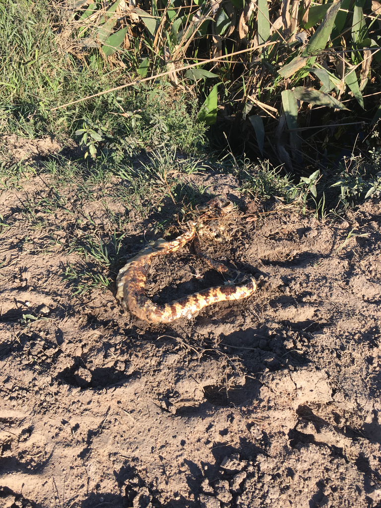 False Water Cobra from Montiel Potrero, Paraguay on August 3, 2019 by ...