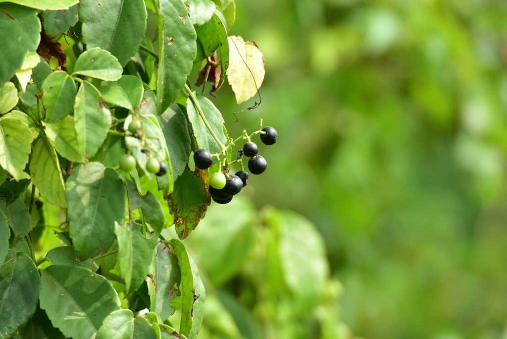 Three-Leaved Wild Vine (Causonis trifolia) - Botanical Realm