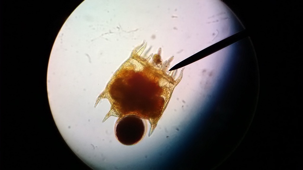 Plationus patulus from South Bellingham, Bellingham, WA, USA on ...