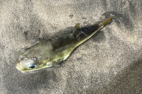 Brownback Puffer (Lagocephalus gloveri) · iNaturalist