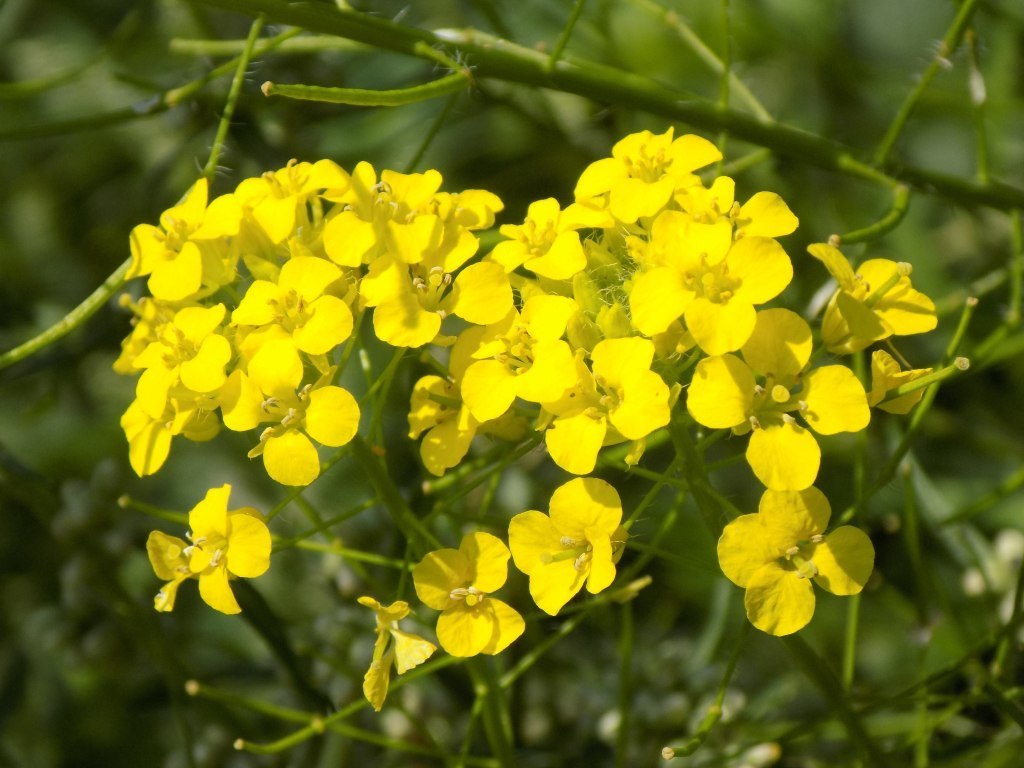 False London-rocket (Alex's Foragable Plants) · iNaturalist