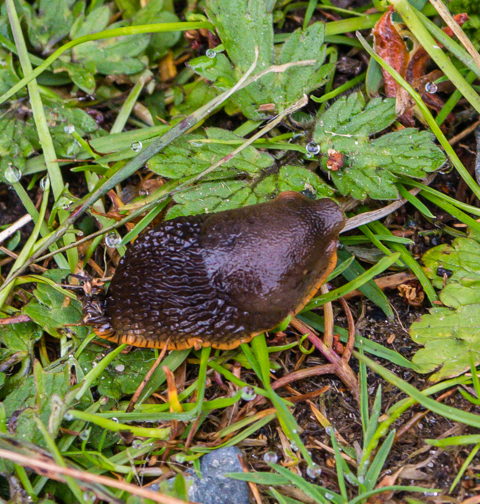 Black Slug from Greater Vancouver, British Columbia, Canada on April 20 ...