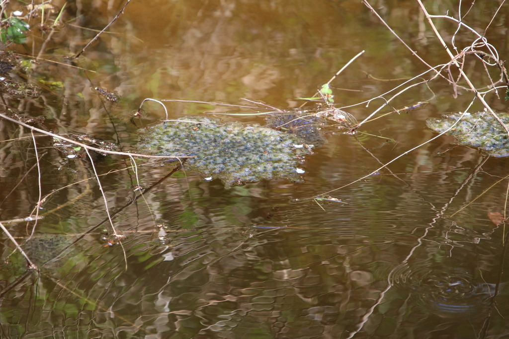 Agile Frog from 986 01 Ratka, Slovensko on April 21, 2020 at 11:36 AM ...