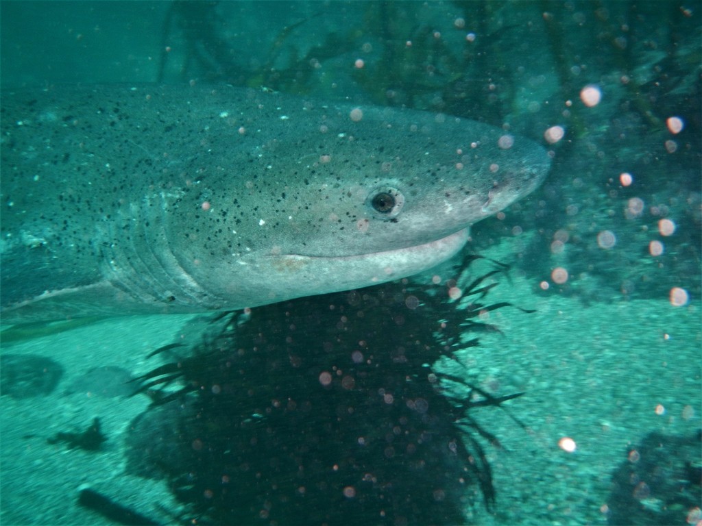 broadnose sevengill sharks (Notorynchus) - Marine Life Identification