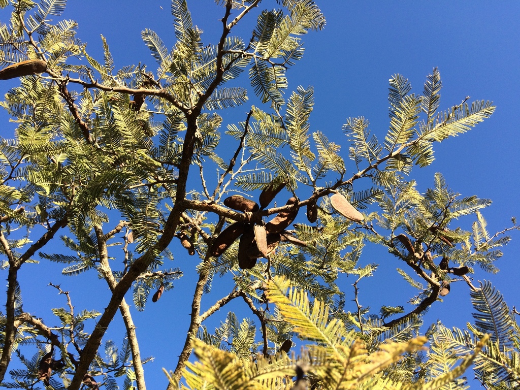 fern-leaf acacia from Mezquital, Dgo., México on December 15, 2016 at ...