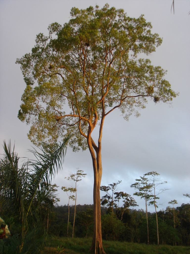 Terminalia oblonga from Alajuela Province, San Carlos, Costa Rica on ...