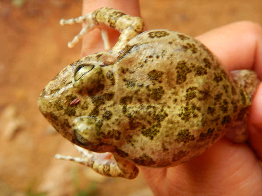 Craugastor augusti cactorum from Álamos Municipality, Sonora, Mexico on ...
