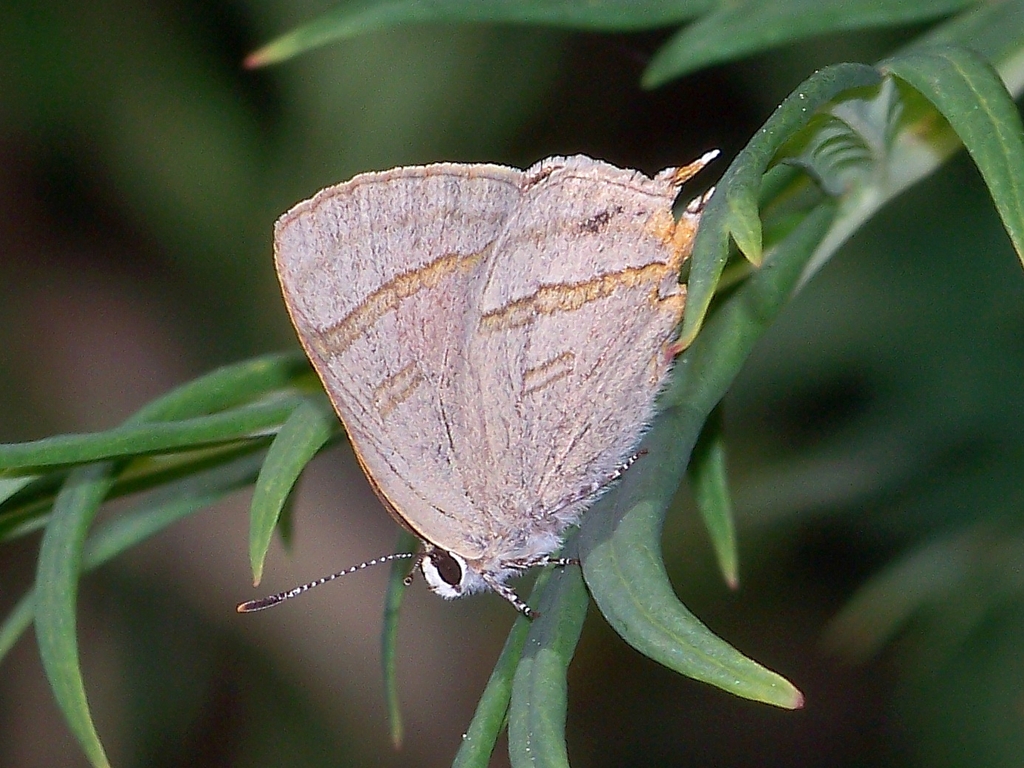 Common Flash from Yajiang to Litang on May 27, 2012 by Frank Model ...