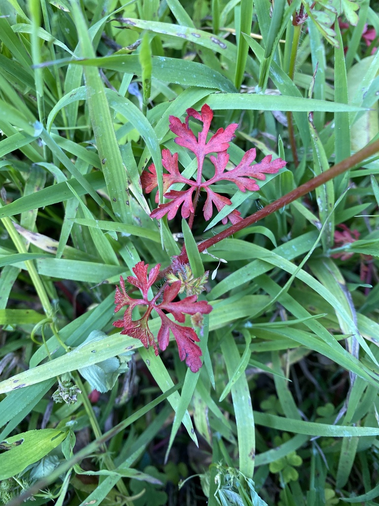 Ruberta from Golden Gate Park, San Francisco, CA, US on April 19, 2020 ...