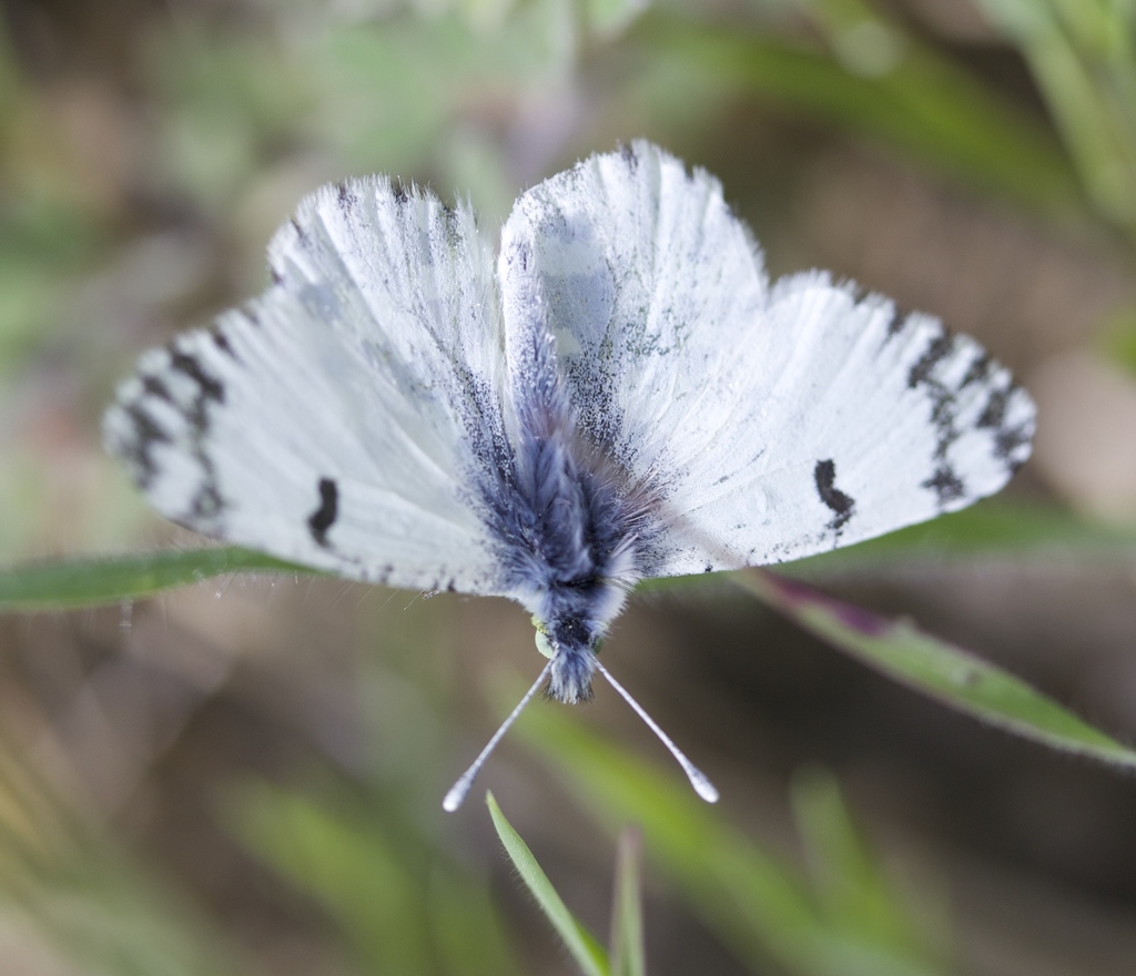 California Marble (Yosemite National Park Butterfly Guide 🦋) · iNaturalist